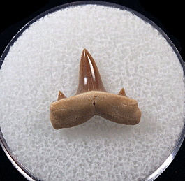 Isurolamna inflata lateral tooth From Kazakhstan | Buried Treasure Fossils