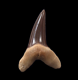 Top Quality Kazakhstan Isurus praecursor tooth for sale | Buried ...