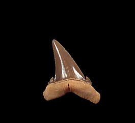 Eocene Hypotodus tooth for sale | Buried Treasure Fossils