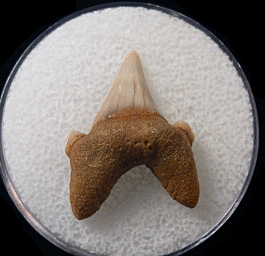 Cretodus sulcatus tooth from Kazakhstan | Buried Treasure Fossils