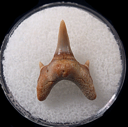 Protolamna cappettai tooth - Kazakhstan | Buried Treasure Fossils