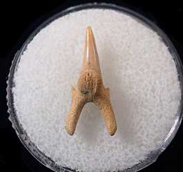 Protolamna cappettai tooth from Kazakhstan | Buried Treasure Fossils