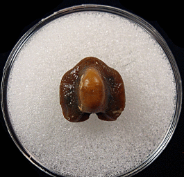 Ptychodus elevatus tooth - Kazakhstan | Buried Treasure Fossils