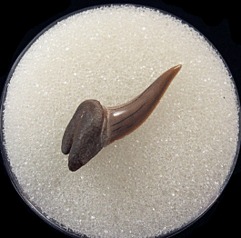 Xiphodolamia ensis tooth from Kazakhstan | Buried Treasure Fossils