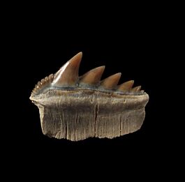 Kazakhstan cow shark tooth for sale | Buried Treasure Fossils