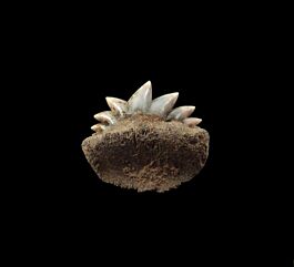 Notorynchus sp. symphyseal tooth | Buried Treasure Fossils