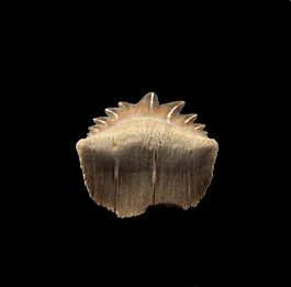 Notorynchus primigenius symphyseal tooth from Kazakhstan | Buried ...