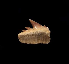 Notorynchus primigenius tooth from Kazakhstan | Buried Treasure Fossils