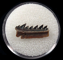 Heptranchias karagalensis tooth | Buried Treasure Fossils