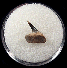 Heptranchias karagalensis upper jaw tooth | Buried Treasure Fossils