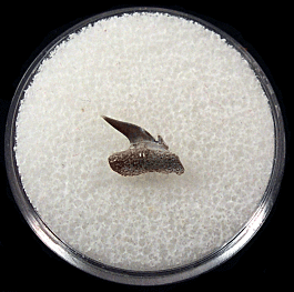 Kazakhstan Heptranchias karagalensis tooth | Buried Treasure Fossils