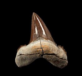 Rare Kazakhstan Auriculatus tooth for sale | Buried Treasure Fossils