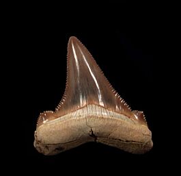 Real Otodus angustidens from Kazakhstan | Buried Treasure Fossils