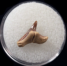 Physogaleus tooth - Kazakhstan | Buried Treasure Fossils