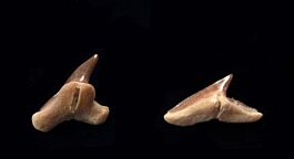 Physogaleus secundus