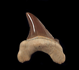 Parotodus mangyshlakensis