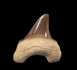 Parotodus mangyshlakensis