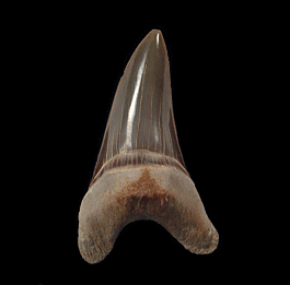 Large Cretoxyrhina mantelli shark tooth for sale | Buried Treasure Fossils