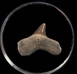 Real Cretoxyrhina mantelli shark tooth for sale | Buried Treasure Fossils