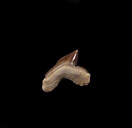 S. curvatus shark tooth for sale | Buried Treasure Fossils