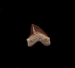 Kansas Squalicorax falcatus tooth for sale | Buried Treasure Fossils