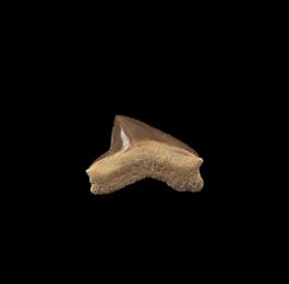 Falcatus Shark