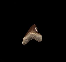 Rare Squalicorax falcatus tooth for sale | Buried Treasure Fossils