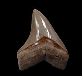Quality Lee Creek Chubutensis tooth for sale | Buried Treasure Fossils
