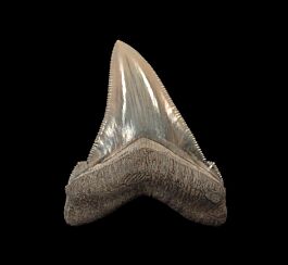 Perfect Lee Creek Chubutensis tooth for sale | Buried Treasure Fossils