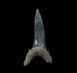 Quality Lee Creek Carcharias taurus tooth for sale | Buried Treasure ...