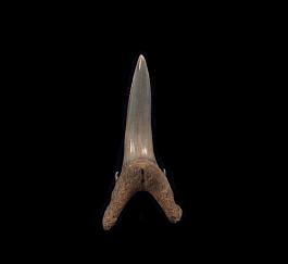 Extra Large Lee Creek Carcharias taurus tooth | Buried Treasure Fossils