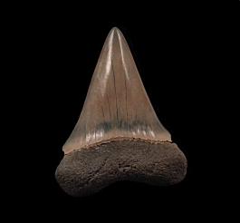 Extra Large Lee Creek Isurus hastalis tooth for sale | Buried Treasure ...