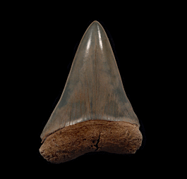 Quality Aurora Hastalis tooth for sale | Buried Treasure Fossils
