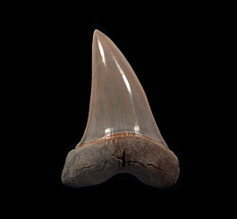 Aurora Cosmopolitodus hastalis lateral tooth for sale | Buried Treasure ...