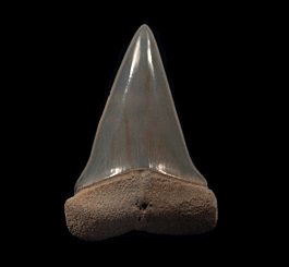 Large Lee Creek Cosmopolitodus hastalis tooth for sale | Buried ...