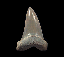 Rare Lee Creek Cosmopolitodus hastalis tooth for sale | Buried Treasure ...