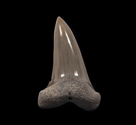 Lee Creek Mako hastalis tooth for sale | Buried Treasure Fossils