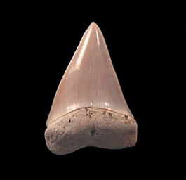 Big-tooth Lee Creek Mako shark tooth | Buried Treasure Fossils