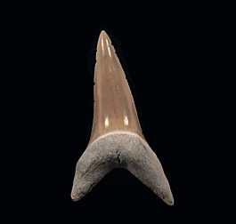 Lee Creek Isurus oxyrinchus tooth | Buried Treasure Fossils
