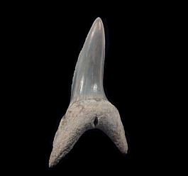 Aurora Shortfin Mako tooth | Buried Treasure Fossils