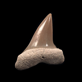 Lee Creek Shortfin Mako tooth | Buried Treasure Fossils