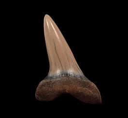 Extra Large Lee Creek Isurus retroflexus shark tooth | Buried Treasure ...