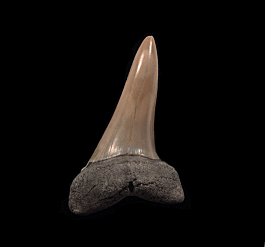 Extra Large Lee Creek Isurus retroflexus tooth | Buried Treasure Fossils