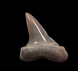 Aurora Longfin Mako tooth | Buried Treasure Fossils
