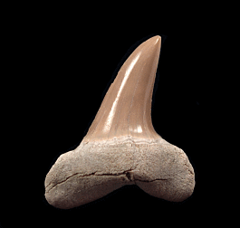 Aurora Isurus retroflexus tooth | Buried Treasure Fossils