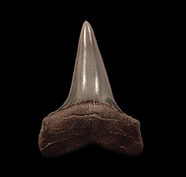 Lee Creek Isurus retroflexus shark tooth | Buried Treasure Fossils