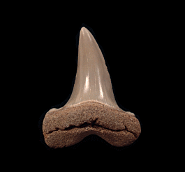 Big Aurora Longfin Mako tooth for sale | Buried Treasure Fossils