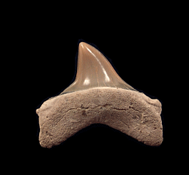 Extra Large Lee Creek Isurus retroflexus tooth for sale |Buried ...