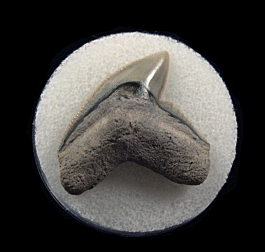 Extra Large Lee Creek Galeocerdo cuvier shark tooth | Buried Treasure ...