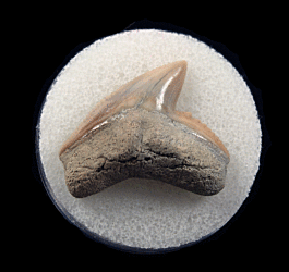 Quality Lee Creek Galeocerdo cuvier tooth for sale | Buried Treasure ...